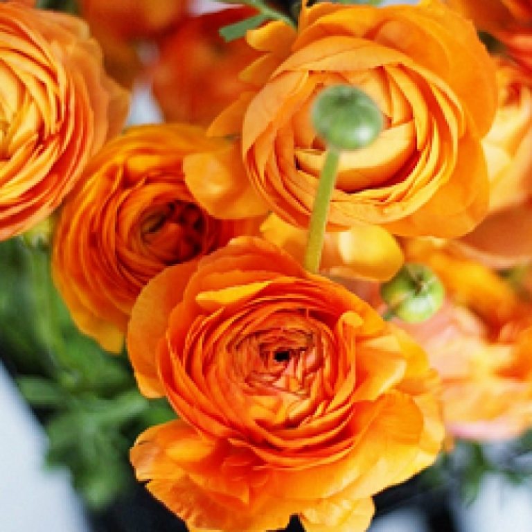 Ranunculus - Bulbi cu Inflorire Garantata - Bulbi Romania