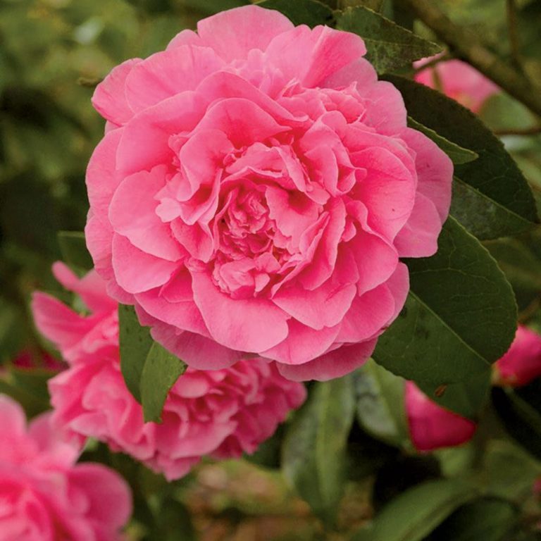 Camelia Japonica - Marie Bracey - Bulbi Romania